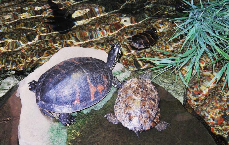 Pair turtles stock image. Image of swimming, interior - 28907843