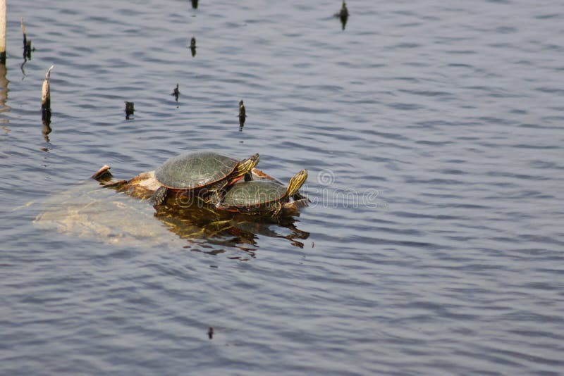 Pair of Turtles Sitting Out of the Water Together on a Small Patch of ...