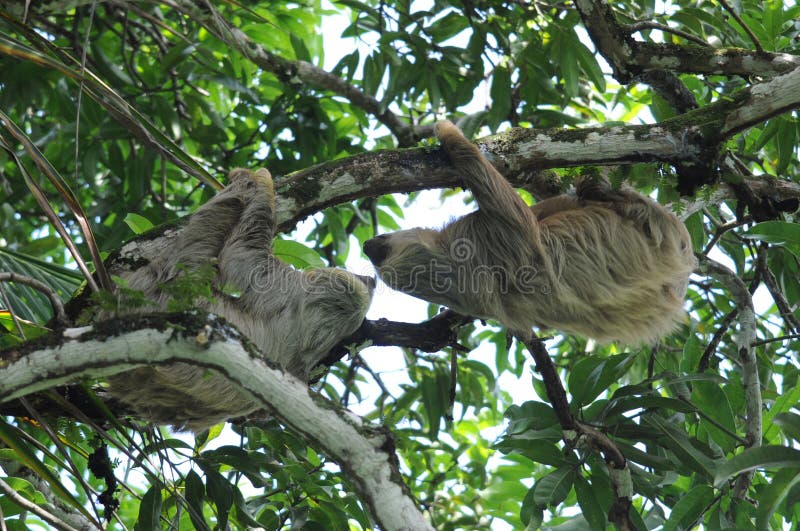 Three Toe Sloth Crawling in Grass, Costa Rica Stock Photo - Image of ...