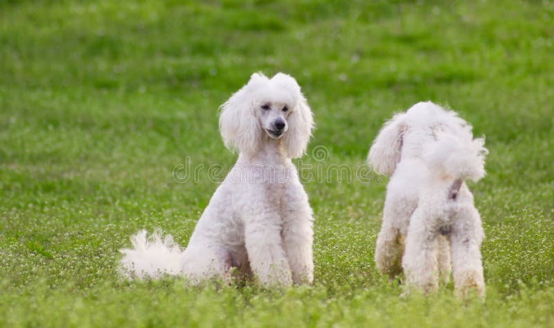 Pair of Two White Poodle Dogs on Green Grass Field Stock Photo - Image ...