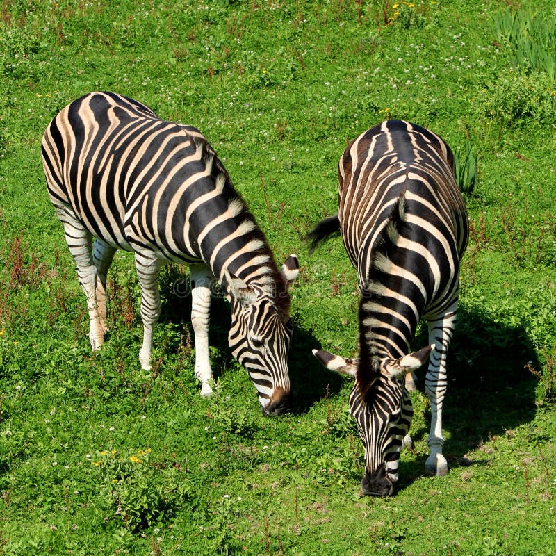 Pair of Two Zebra Feeding on Grass Stock Photo - Image of black, face ...