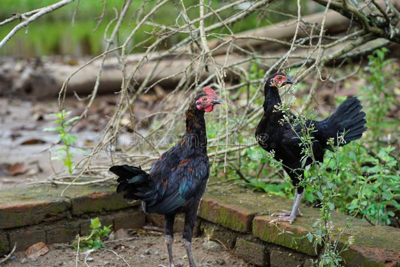 Indonesian Native Chickens Stock Photos - Free & Royalty-Free Stock ...