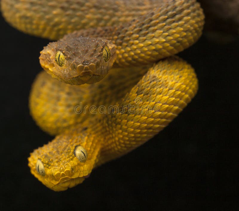 Pair Of Variable Bush Vipers Stock Photo - Image of bush, viper: 37363846