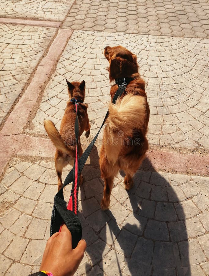 Pair walk stock photo. Image of black, footwear, nose - 183663152