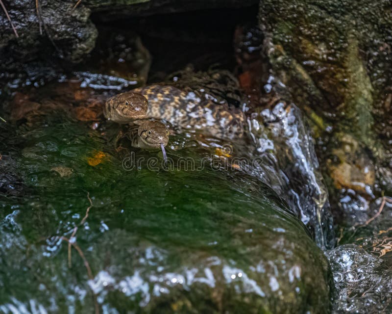 Pair of water Snake stock image. Image of light, blue - 279054827
