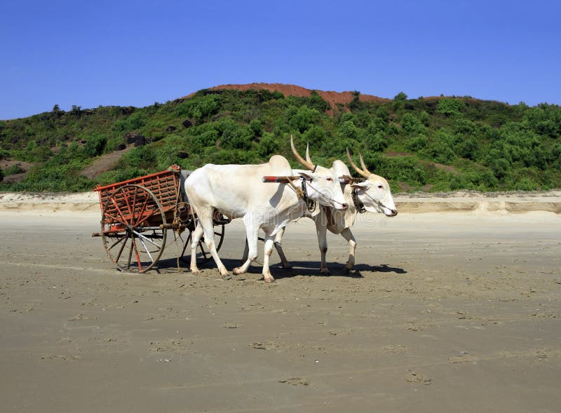 Pair of White Buffalo Drawn To a Cart Stock Photo - Image of couple ...