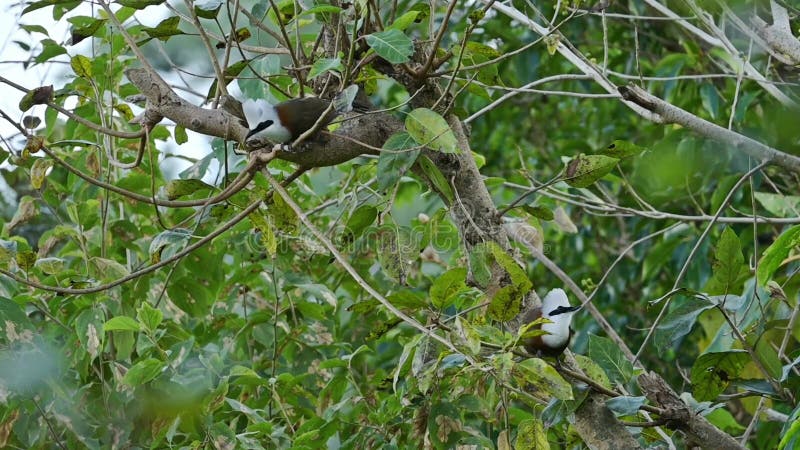 Pair of White-crested Laughingthrush Birds Perching on the Branches on ...
