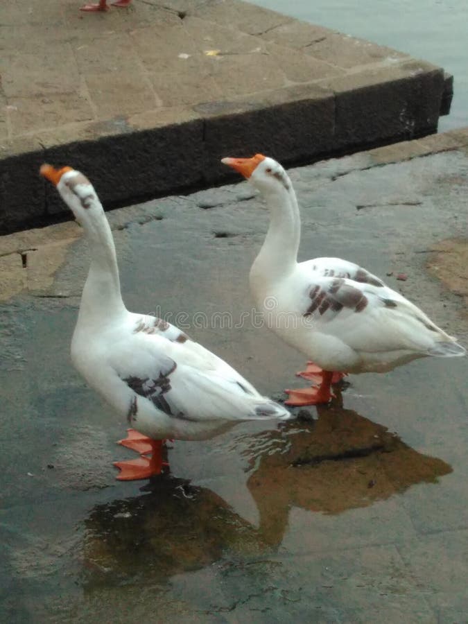 A Pair of White Duck with Black Spots Stock Image - Image of duck ...