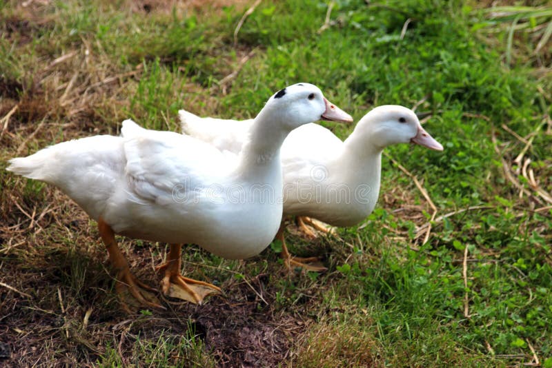 Pair of White Ducks, Standing Side by Side Stock Photo - Image of bird ...