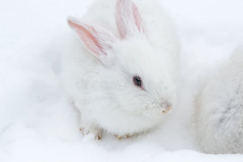 A Pair of White Fluffy Rabbits on White Winter Snow Stock Image - Image ...