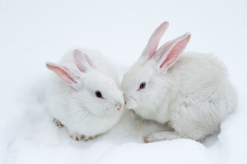 A Pair of White Fluffy Rabbits on White Winter Snow Stock Image - Image ...