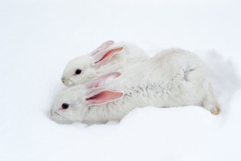 A Pair of White Fluffy Rabbits on White Winter Snow Stock Photo - Image ...