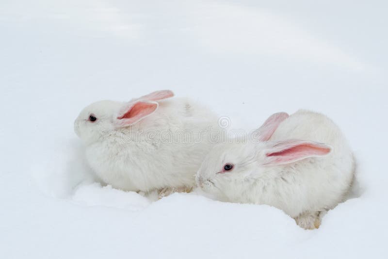 A Pair of White Fluffy Rabbits on White Winter Snow Stock Photo - Image ...
