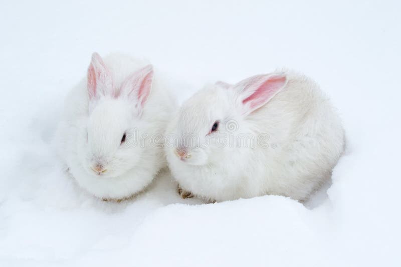 A Pair of White Fluffy Rabbits on White Winter Snow Stock Image - Image ...