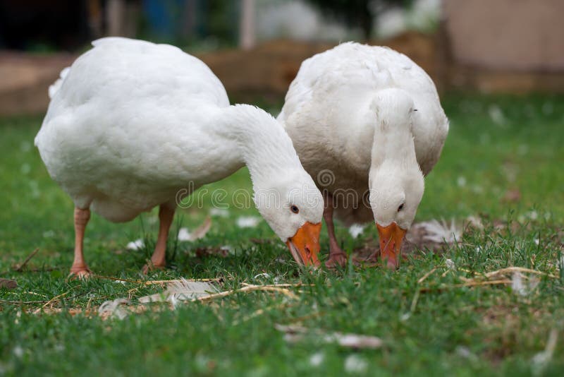 A pair of white geese stock photo. Image of poultry - 113755152