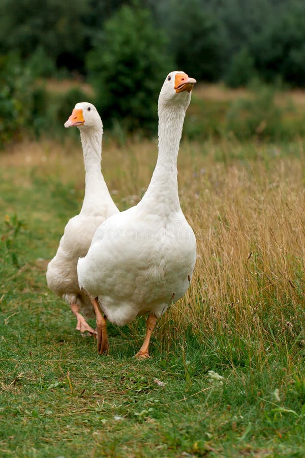 42,704 White Geese Stock Photos - Free & Royalty-Free Stock Photos from ...