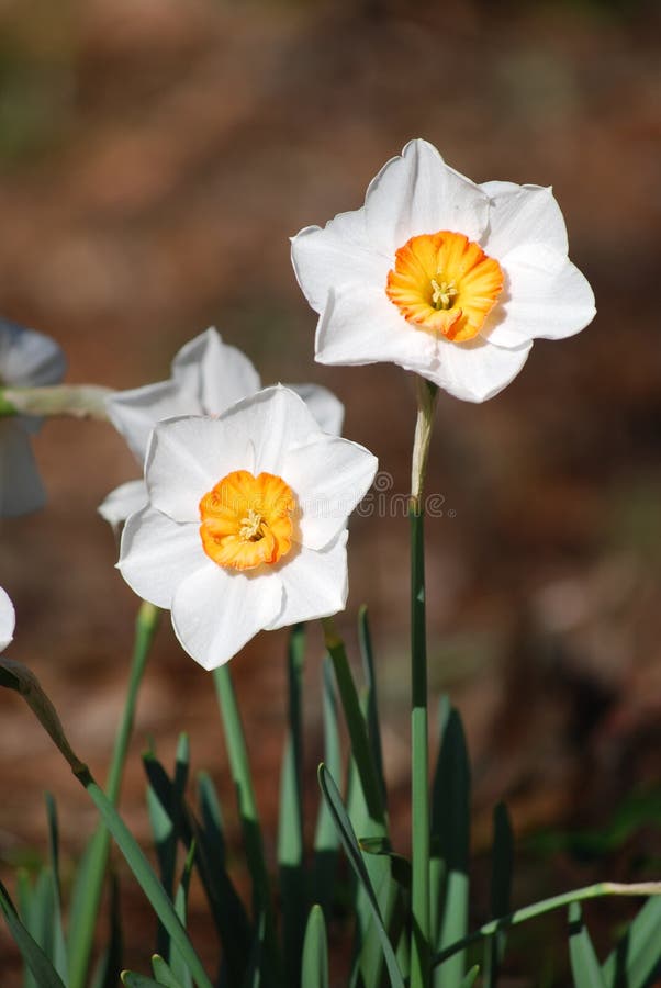 Pair of White and Orange Daffodil Flowers Stock Photo - Image of white ...