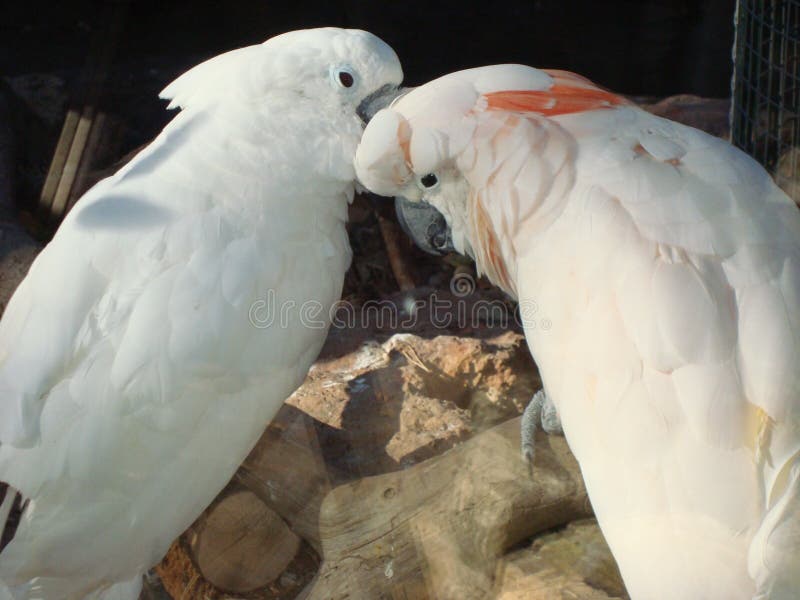 A Pair of White Parrots Together. Stock Image - Image of color, parrots ...