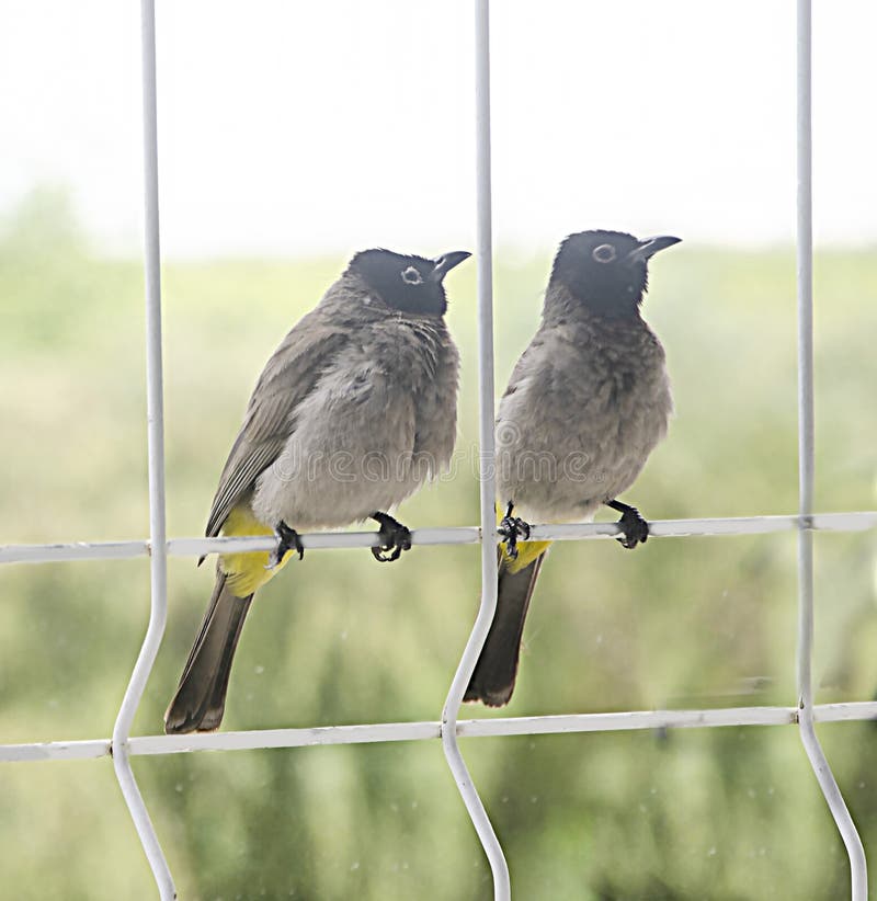 Pair of White-spectacled Bulbul Stock Image - Image of pycnonotus ...