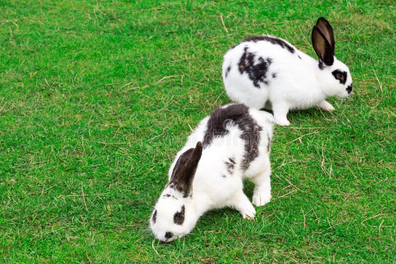 Pair of White Spotted Rabbits Stock Image - Image of white, domestic ...