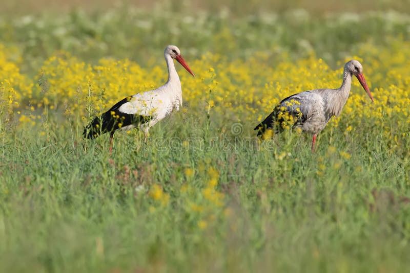 A Pair of White Stork in the Grass Stock Image - Image of stork, field ...