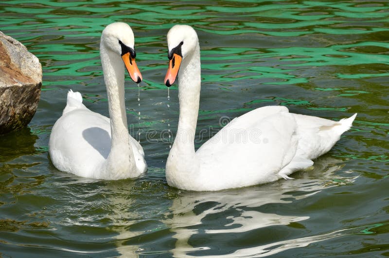 Pair of White Swans Swim in the Pool Stock Image - Image of waterfowl ...