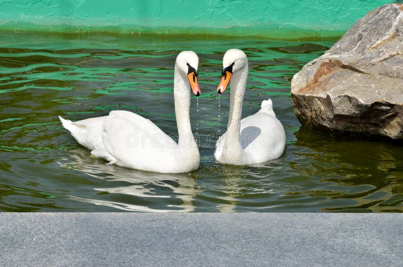 Pair of White Swans Swim in the Pool Stock Photo - Image of fidelity ...