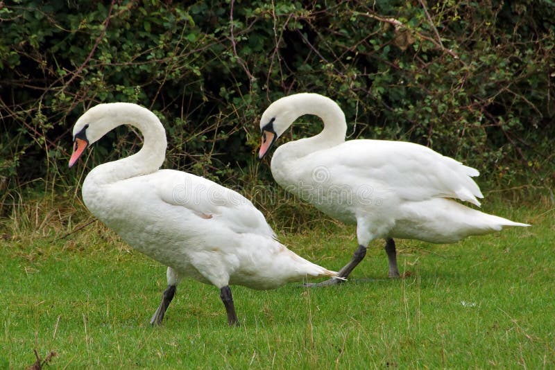 Swans walking on beach stock image. Image of fauna, birds - 143819431