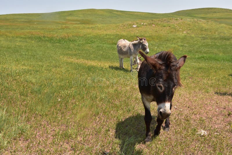 Pair of Wild Burros Ambling Across a Field Stock Photo - Image of ...
