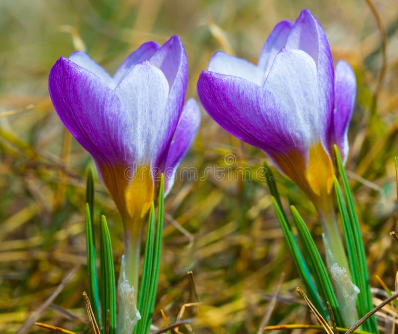 Pair of Wild Crocus Flower in Grass Stock Photo - Image of smell ...