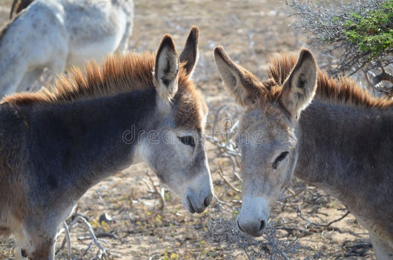 Two Donkeys in Love in Aruba Stock Photo - Image of animals, american ...