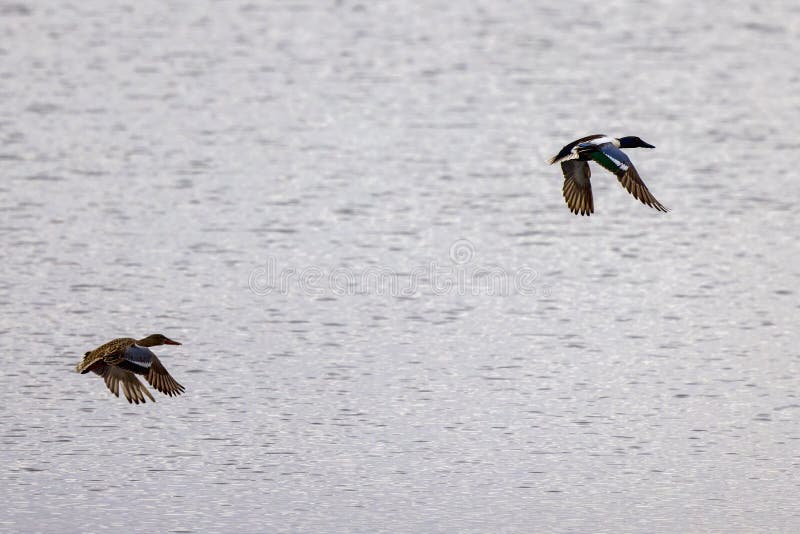 Wild ducks in flight stock photo. Image of wing, birds - 275998356
