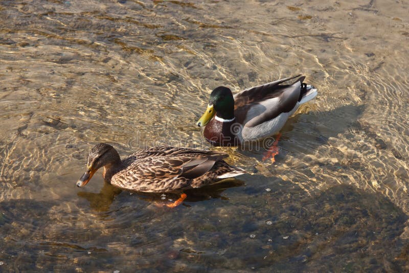 Pair of Wild Ducks, Mallards, Swiming in Pond Stock Photo - Image of ...