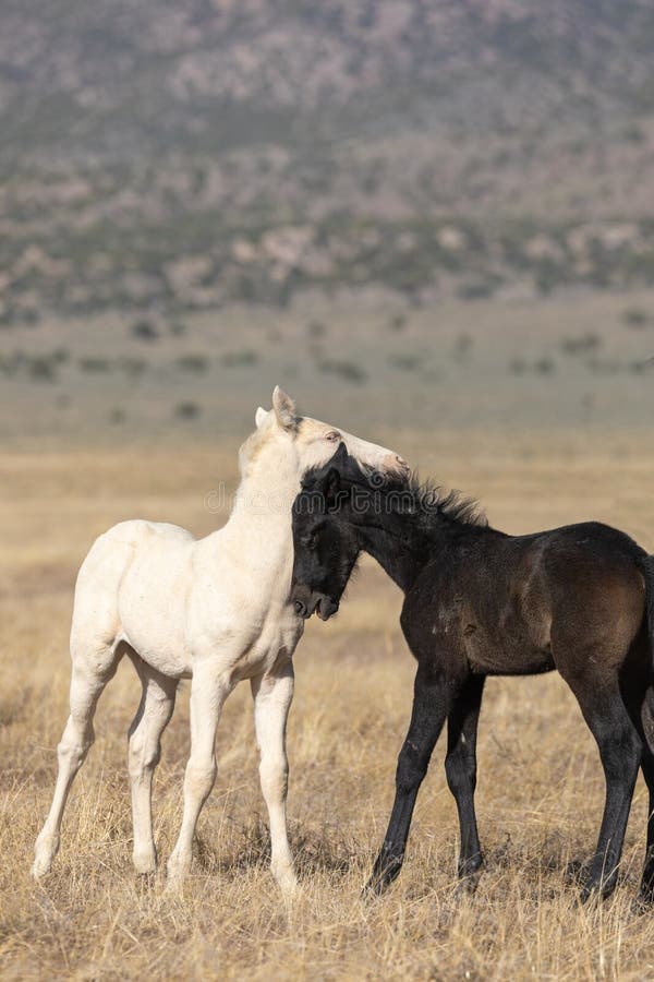Pair of Wild Horse Foals stock photo. Image of wild - 213744446