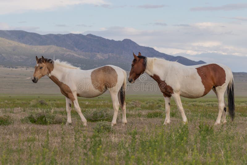 Pair of Wild Horses in Spring Stock Photo - Image of mustang, heritage ...