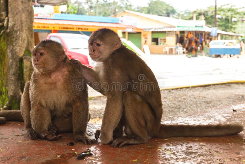Pair of Monkeys, South America Stock Image - Image of park, grimace ...