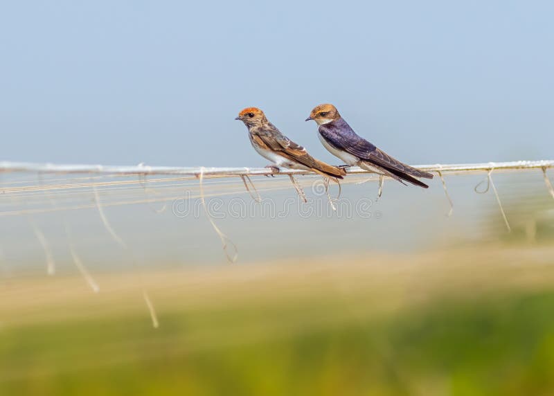 Pair of Wire Tail Swallow stock photo. Image of wildlife - 239128378
