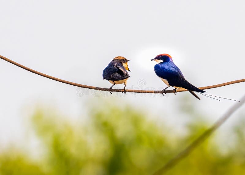 A Pair of Wire Tail Swallow Resting Stock Photo - Image of thin ...