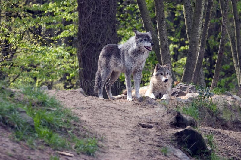 Gray Wolf Pair Walking stock photo. Image of walk, canid - 678016