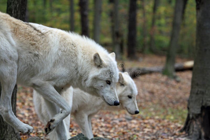 Three Hungry Wolves Looking for Food Stock Image - Image of canidae ...