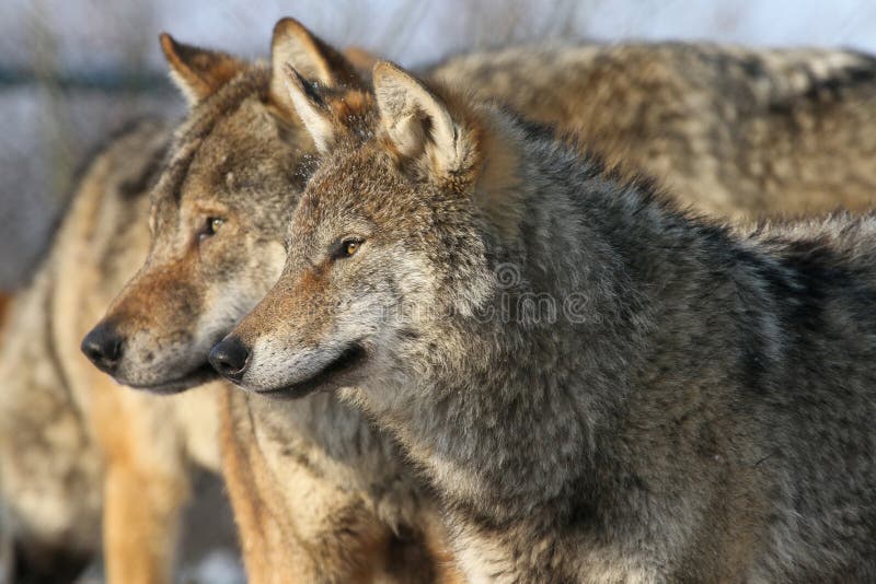 Pair of wolves stock photo. Image of wilderness, grey - 25393322