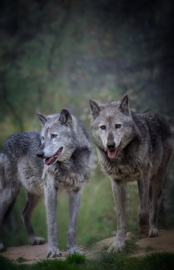 Pair Wolves Behind Fence, Caucasus Nature Reserve Stock Photo - Image ...