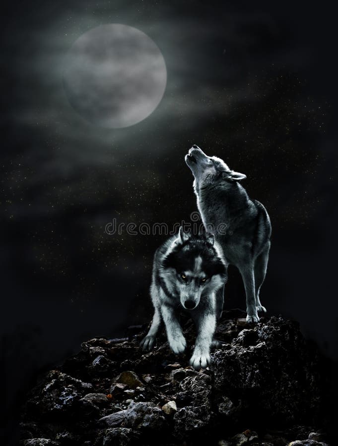 Wallpaper Dark Grey Wolves Photo Wallpaper 3D 250(W) X175(H) Cm