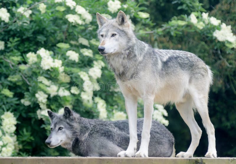 Pair of wolves stock image. Image of untamed, dangerous - 31851297