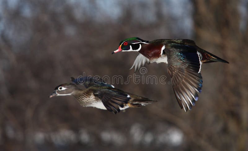 Pair of Wood Ducks Flying in a Blue Sky Stock Image - Image of flight ...