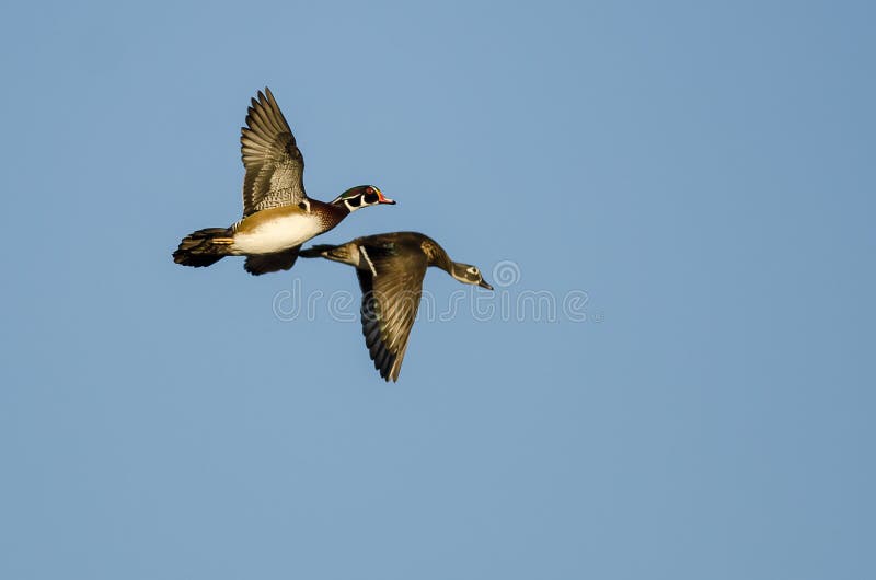 Pair of Wood Ducks Flying in a Blue Sky Stock Image - Image of america ...