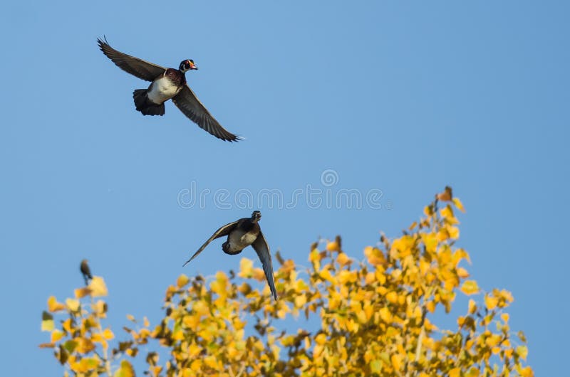Pair of Wood Ducks Flying Low Over the Autumn Trees Stock Image - Image ...