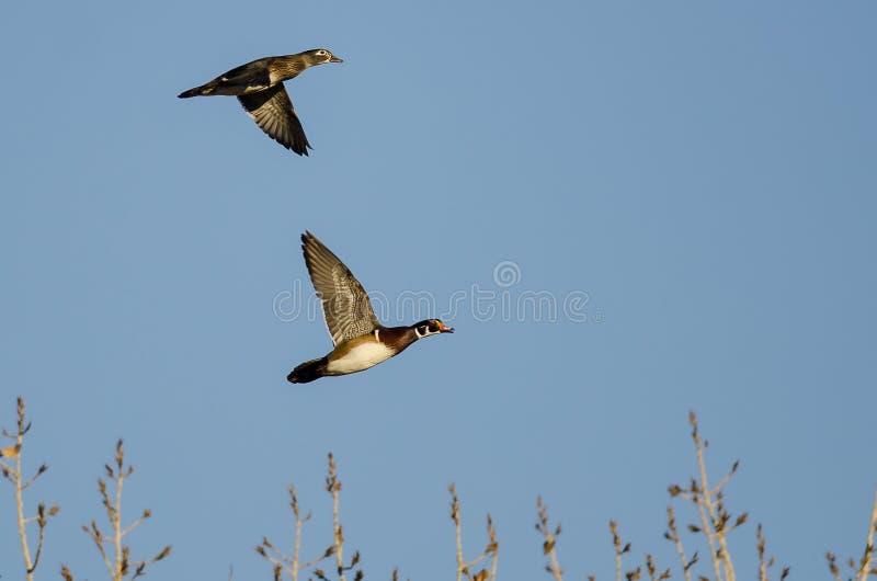Pair of Wood Ducks Flying Low Over the Autumn Trees Stock Image - Image ...