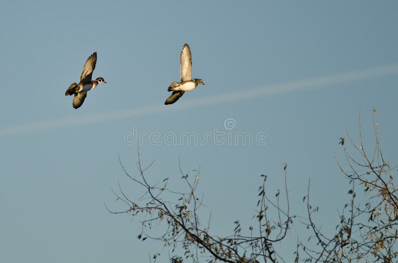 Pair of Woods Ducks Flying Over the Trees Stock Photo - Image of north ...