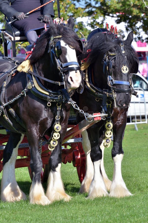 Pair of Working Shire Horses Stock Image - Image of stallion ...